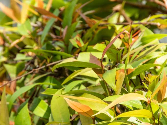 Australian Native Plants Perth | The Essential Guide [60+ Plants]